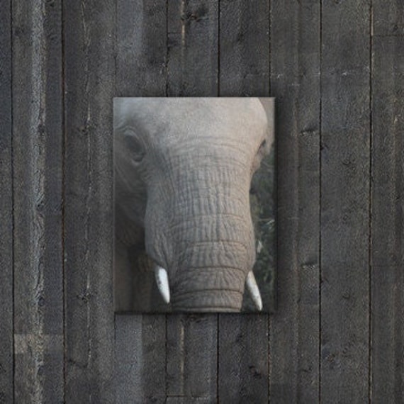 Baby Elephant Canvas - Etsy
