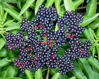 Dwarf Elder Seeds - Etsy