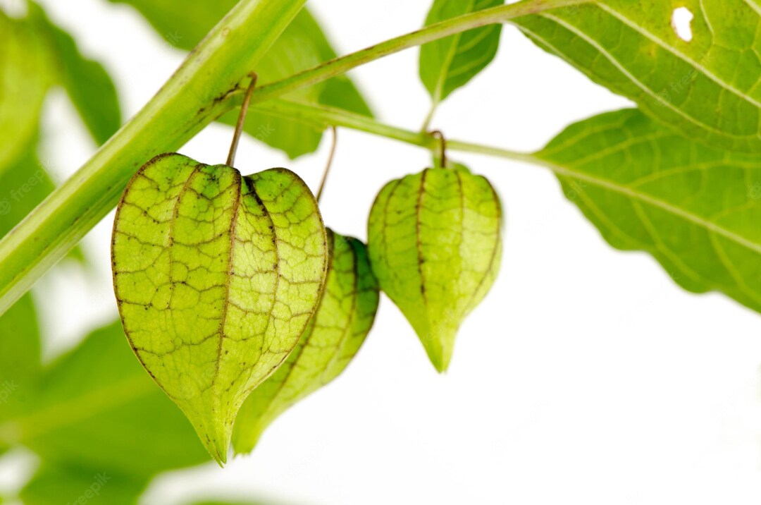 Native Gooseberry 25-100pcs Gift Seeds With Love / Wild Cape - Etsy ...