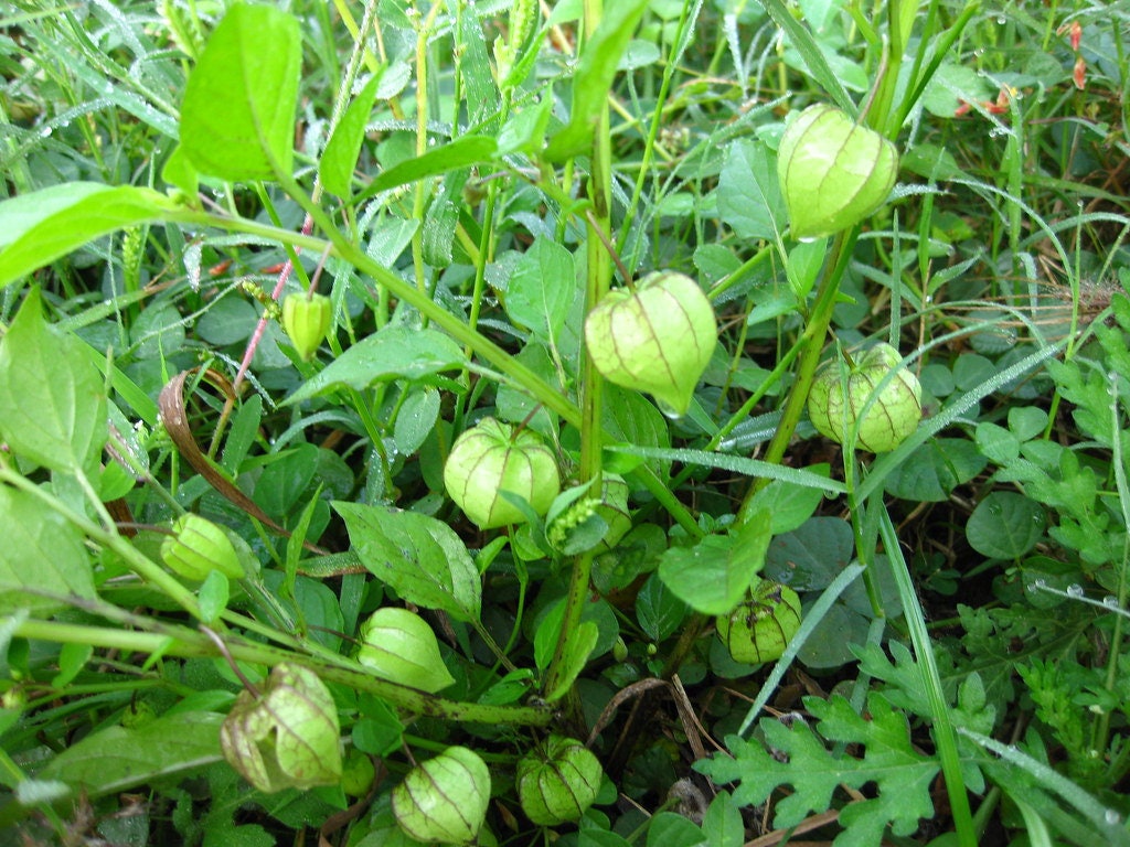 Native Gooseberry 25-100pcs Gift Seeds With Love / Wild Cape - Etsy ...