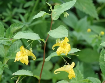 Touch Me Not Seeds - Etsy