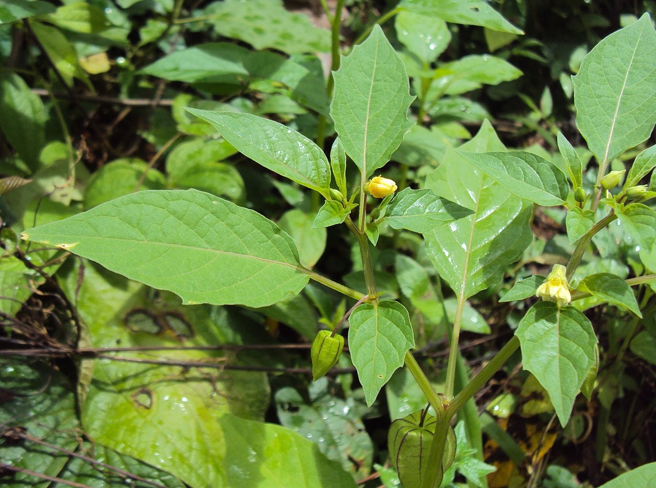 Native Gooseberry 25-100pcs Gift Seeds With Love / Wild Cape - Etsy ...