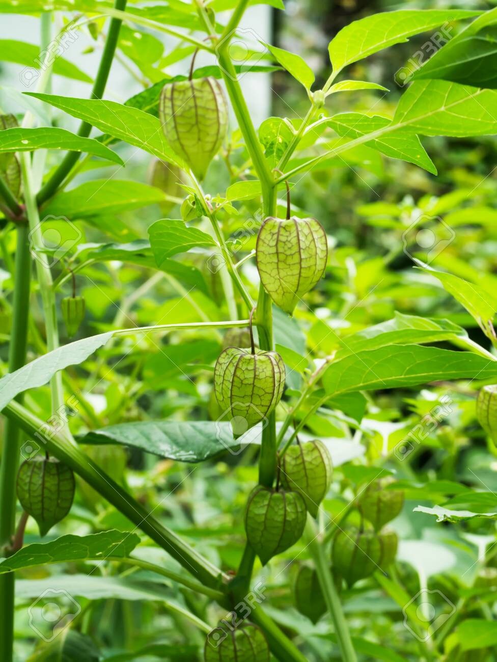 Native Gooseberry 25-100pcs Gift Seeds With Love / Wild Cape - Etsy ...