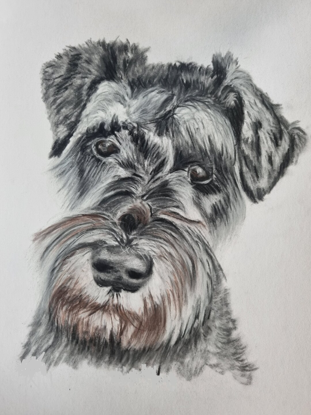 Limited Edition Prints, Giclee Print, Miniature Schnauzer Art Print ...