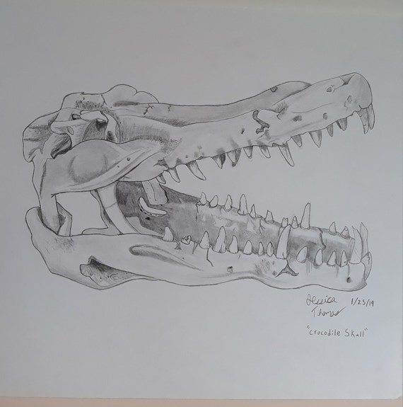 Crocodile Skeleton Drawing