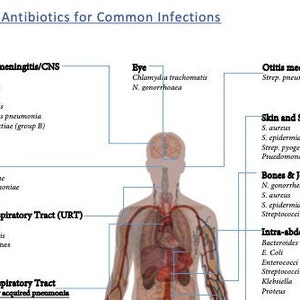 Antibiotics Cheat Sheet - Etsy
