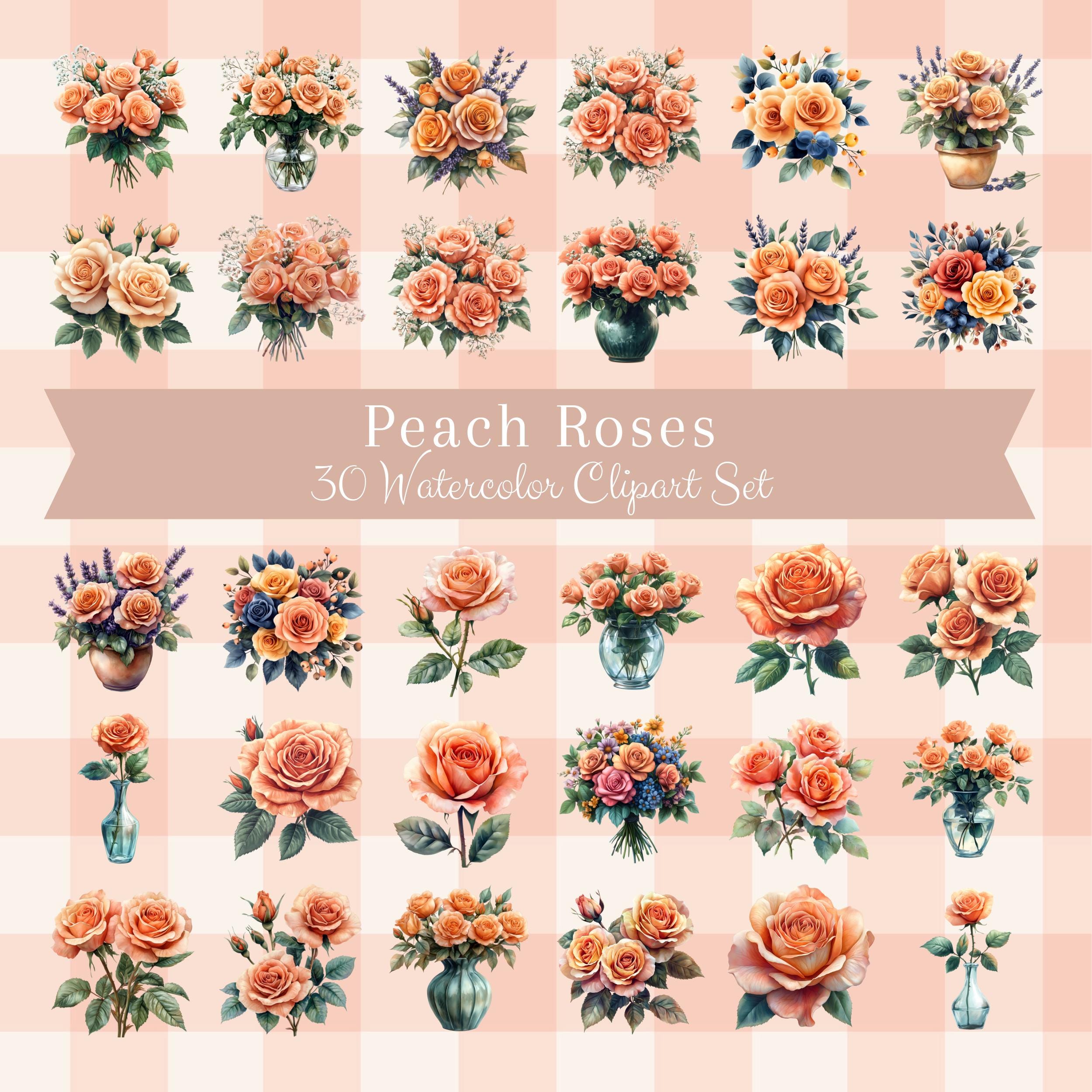 Peach Roses Watercolor Clipart Set | PNG | Instant Download ...