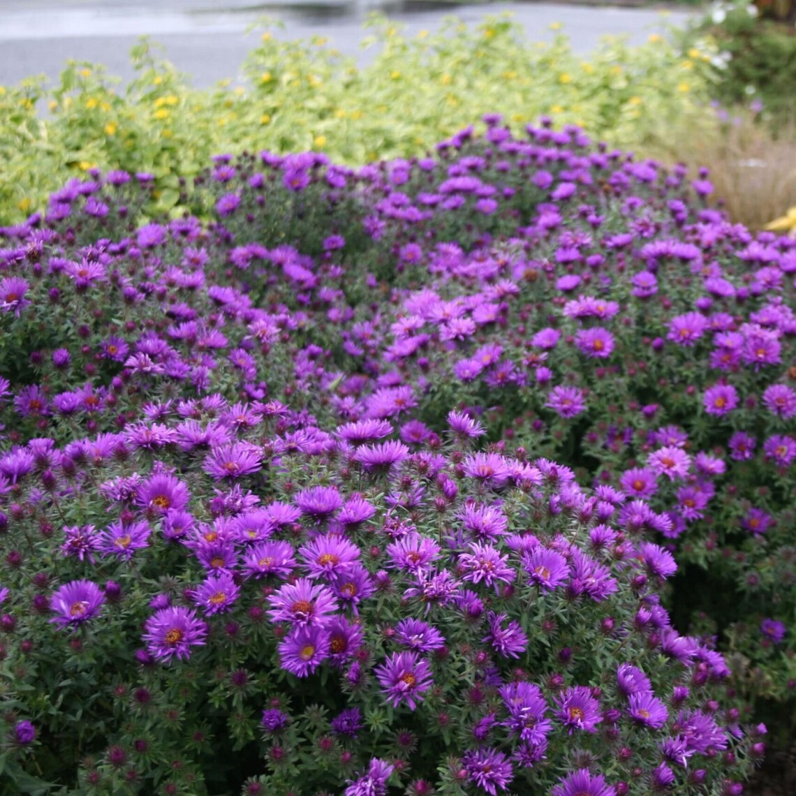1000 New England Aster Seeds | Purple Wildflower | Late Season Blooms ...