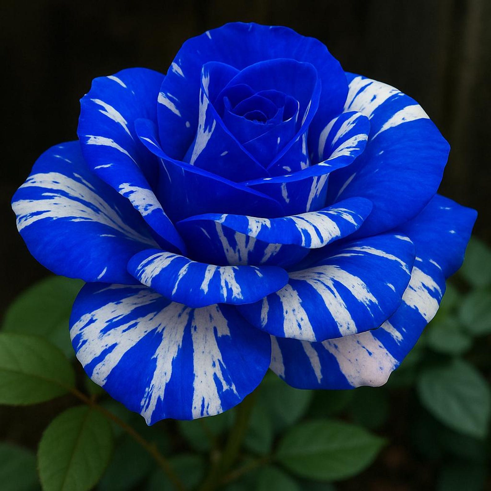 30 Blue Dragon Rose Seeds, Rare Exotic Climbing Rose, Stunning Blue ...