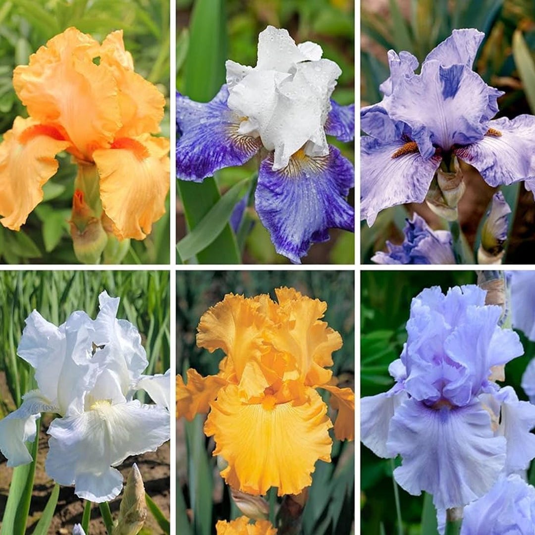 30 Seeds | Mixed Color Rare Iris Flower Seeds, Perennial Blooms for ...