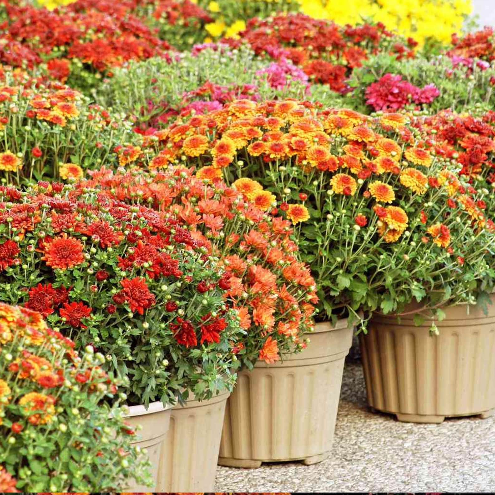 50 Seeds | Multi-color Ground-cover Chrysanthemum Seeds, Perennial ...