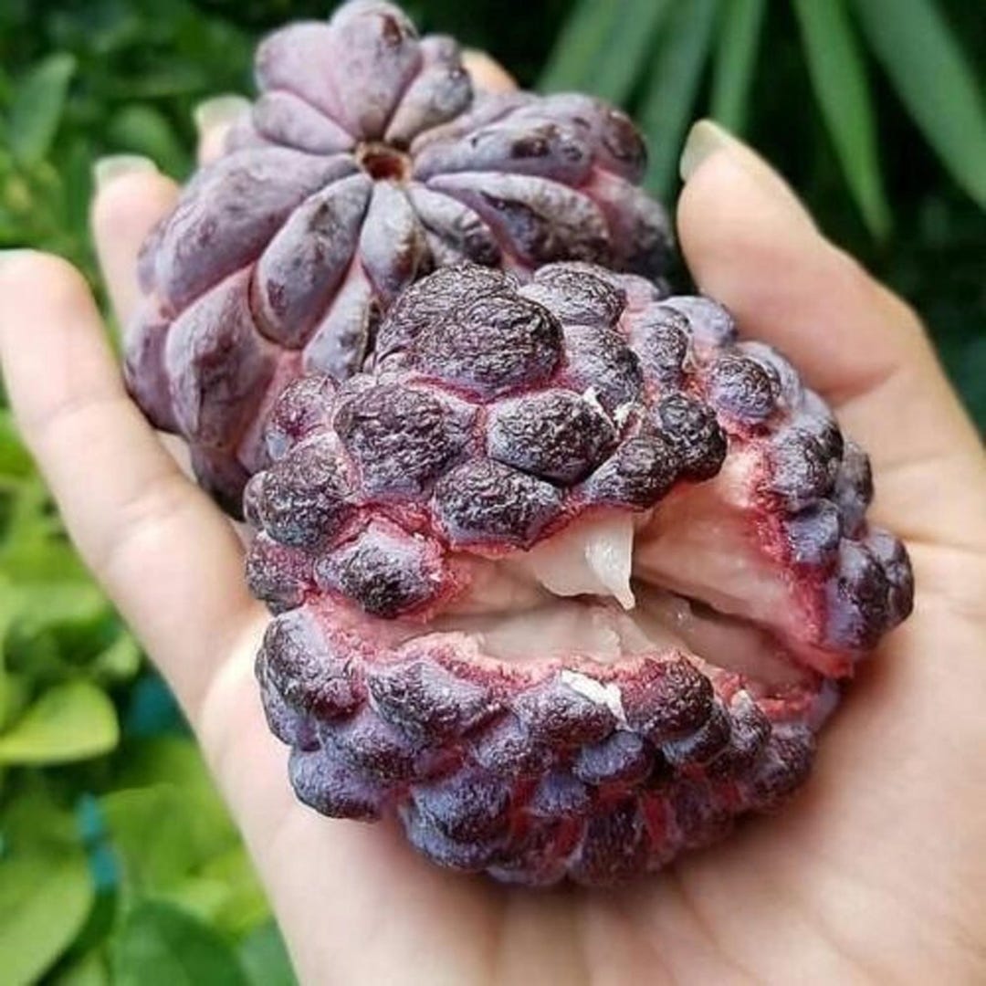 10 Thai Purple Sugar Apple Seeds | Rare Annona Squamosa | Exotic ...