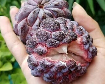 10 Seeds Thai Purple Sugar Apple | Exotic Sweetsop Fruit Tree – Annona ...