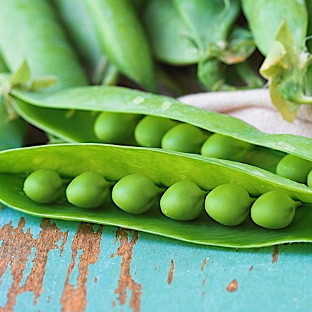 10 Sugar Snap Pea Seeds | Crisp Sweet Pods for Snacking & Stir-fry ...