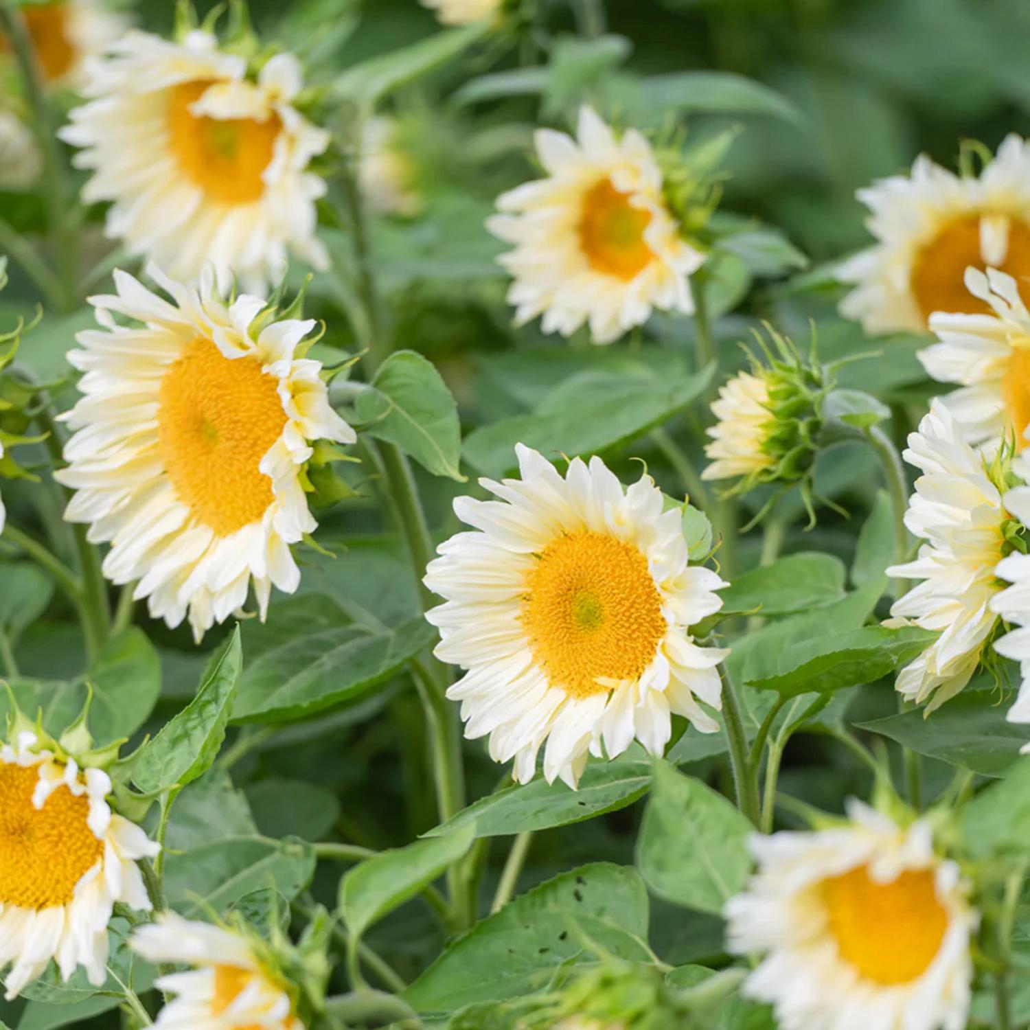 25+ Procut White Lite Sunflower Seeds, Elegant Creamy Blooms for ...
