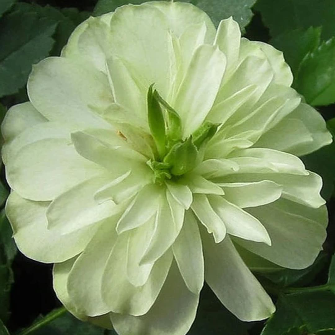30+ Green Ice Rose Seeds, Rare Green Rose, Unique Fragrant Flower, Easy ...