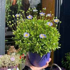 100+ Blue Felicia Daisy Flower Seeds, Rare Sky Blue Garden Flower ...
