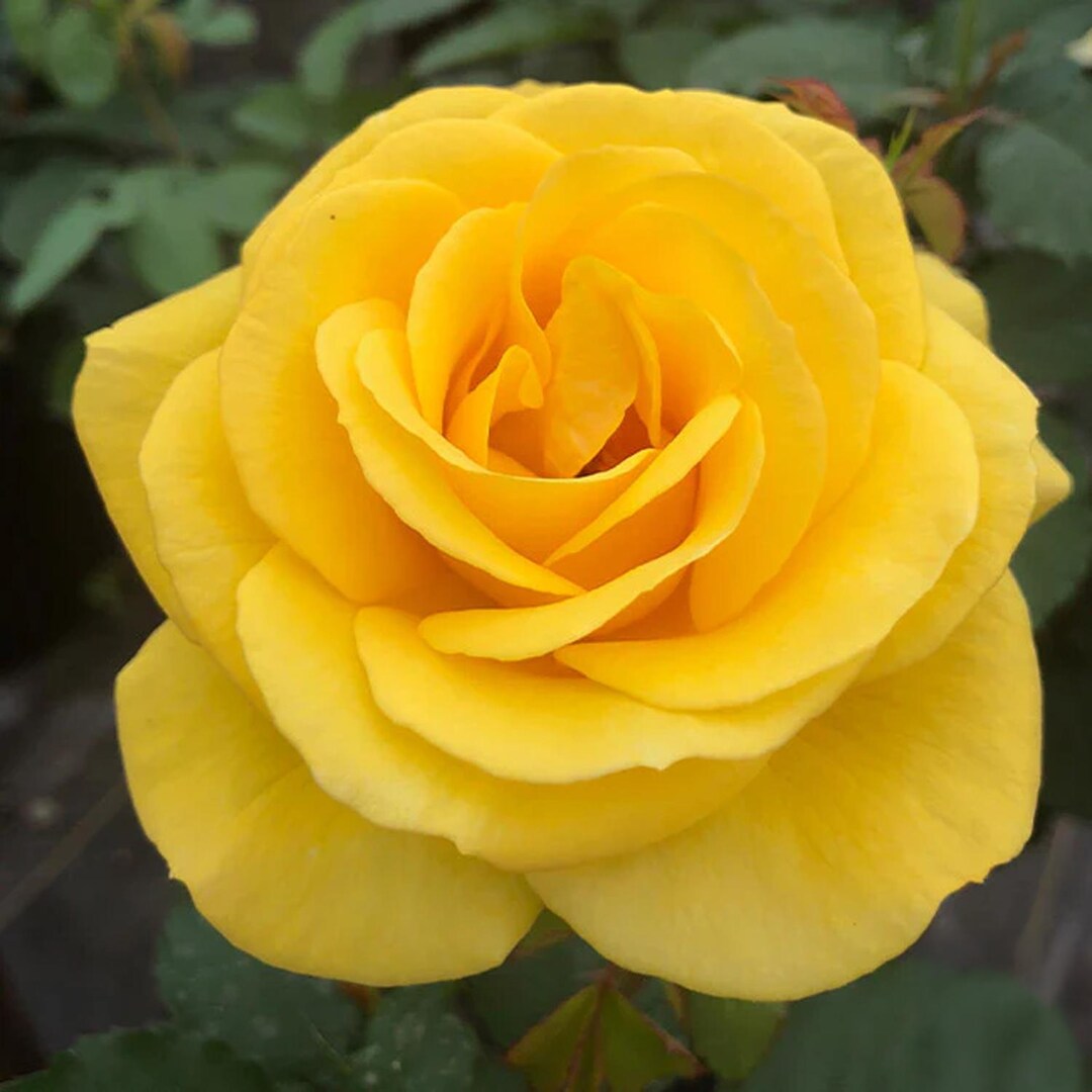 30 Yellow Shrub Rose Seeds, Bright Fragrant Rose, Easy to Grow Garden ...