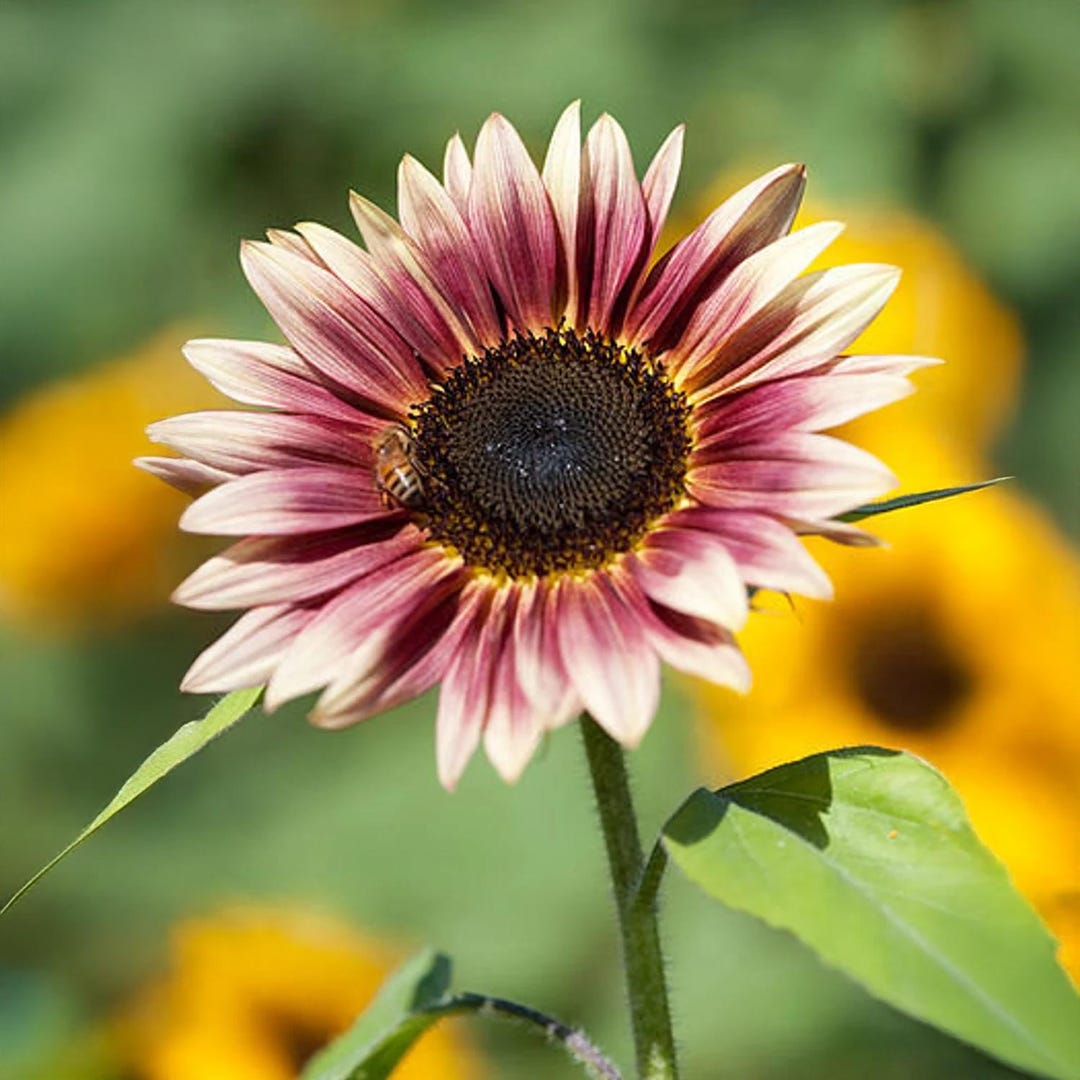 25+ Strawberry Blonde Sunflower Seeds, Stunning Pink and Yellow Bi ...
