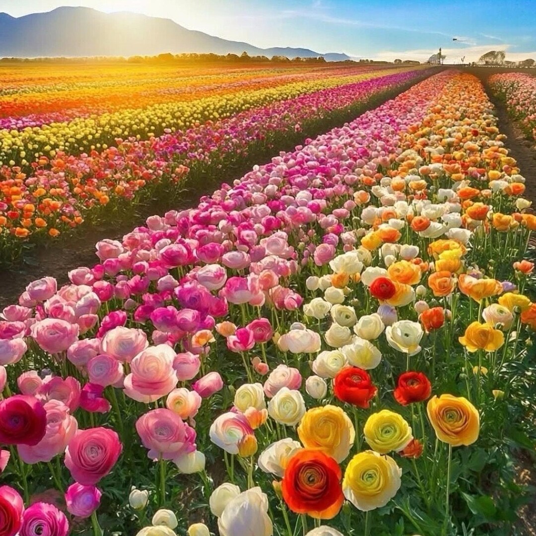 100 Bulbs | Ranunculus Double Buttercups Bulbs, Spring Blooming Flowers ...