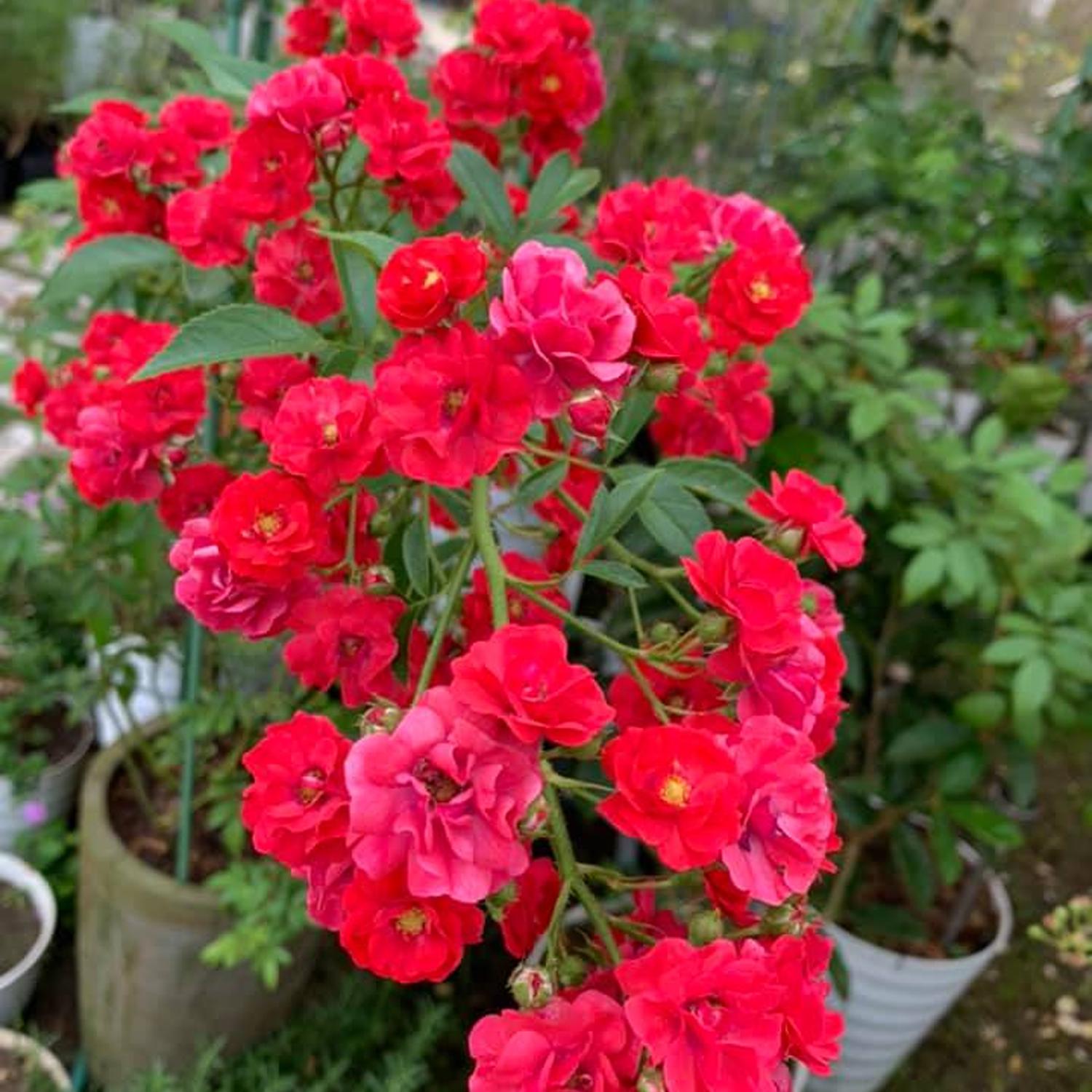 30 Red Fairy Rose Seeds, Dwarf Red Rose Bush, Fragrant Garden Flower ...