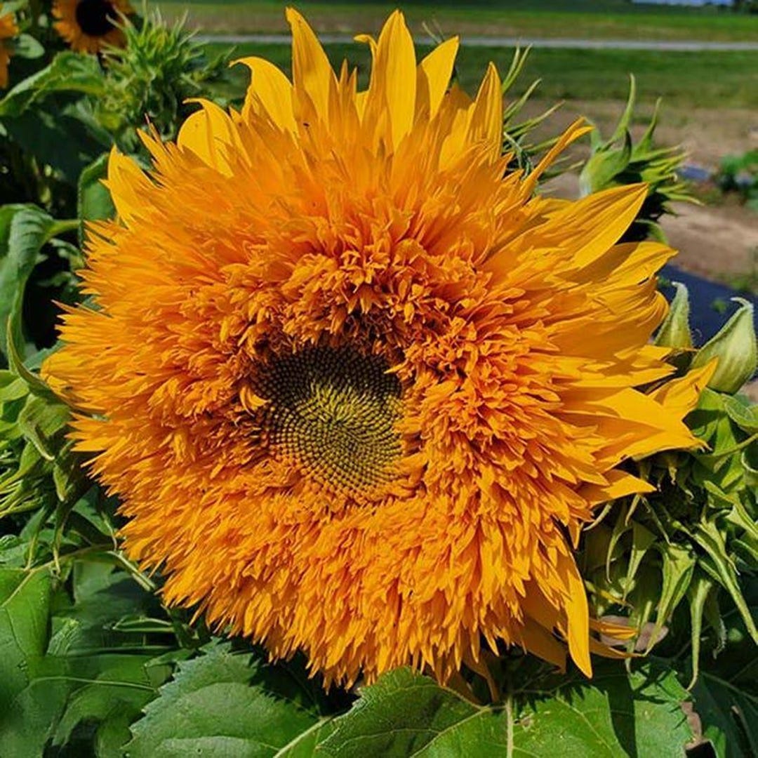 25+ Goldy Double Natural Sunflower Seeds, Fluffy Golden Blooms, Easy to ...