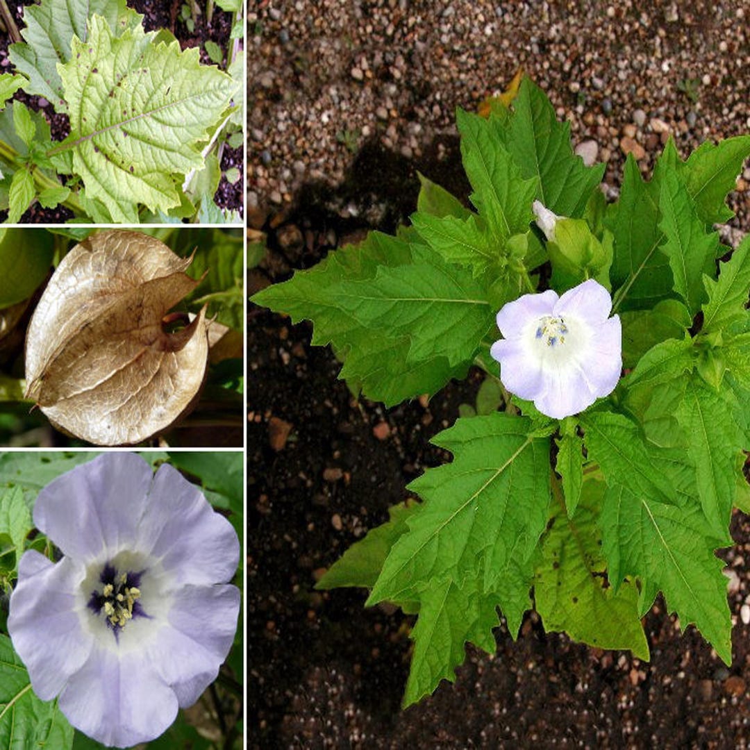 100+ Nicandra Seeds, Shoo Fly Plant Flower Seeds, Hardy Annual Heirloom ...