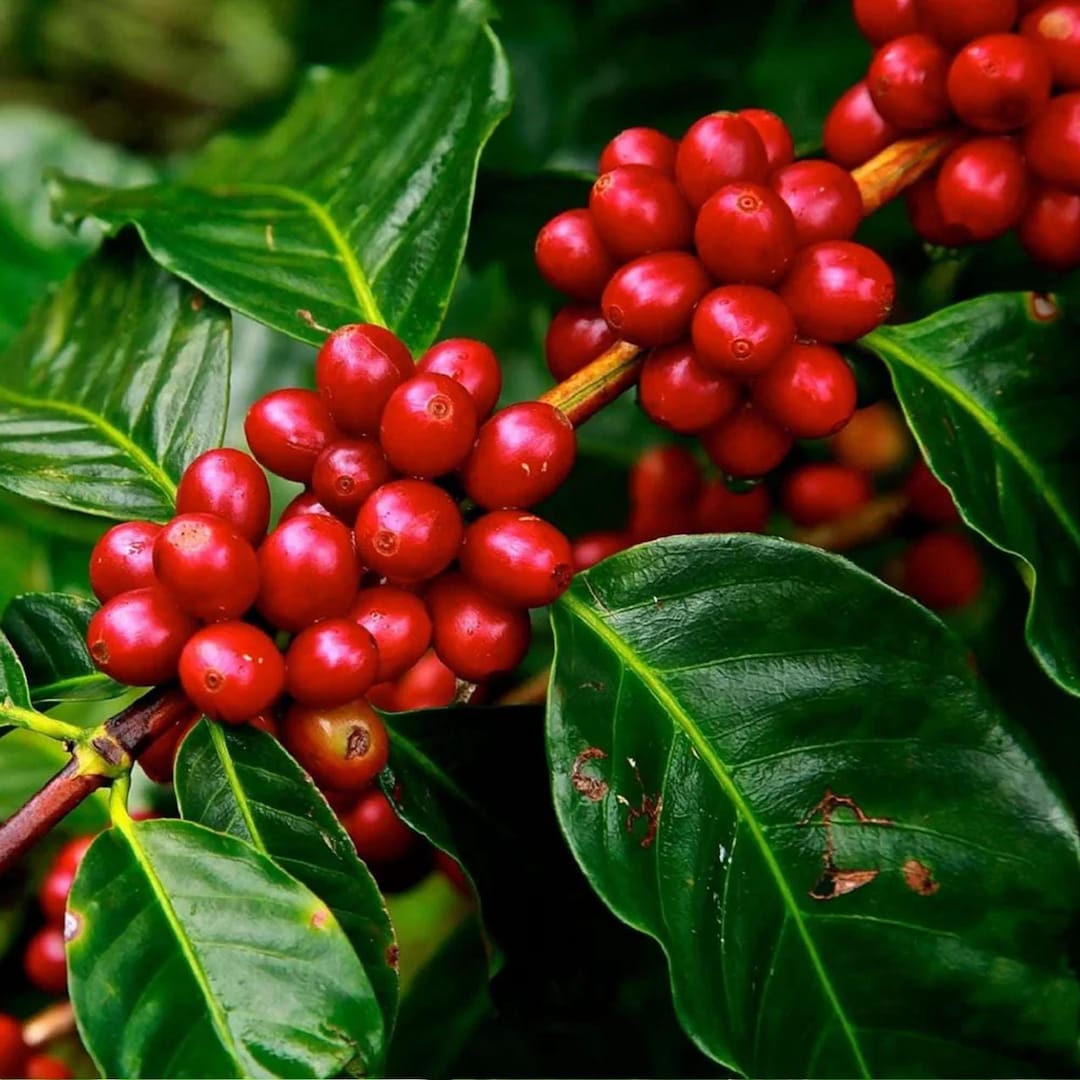 10 Seeds | Coffea Arabica Seeds, Tropical Coffee Bean Plant, Exotic ...