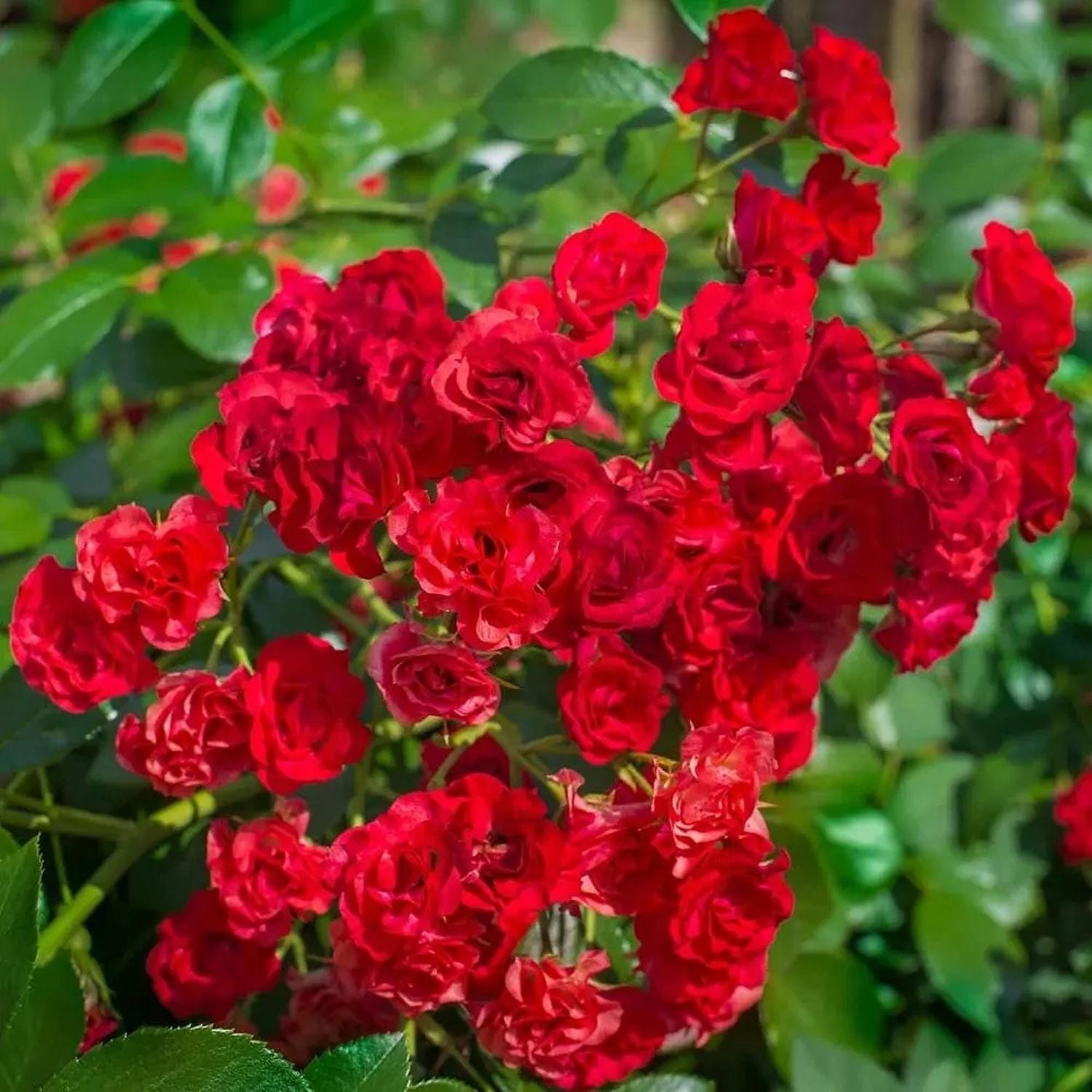 30 Red Fairy Rose Seeds, Dwarf Red Rose Bush, Fragrant Garden Flower ...