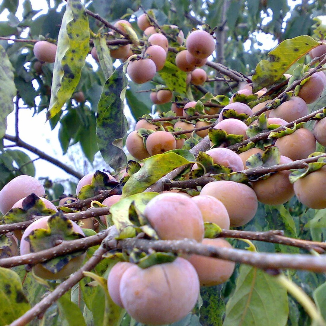 15+ Seeds | Date Plum Seeds (diospyros Lotus), Rare Non-gmo Fruit Tree ...