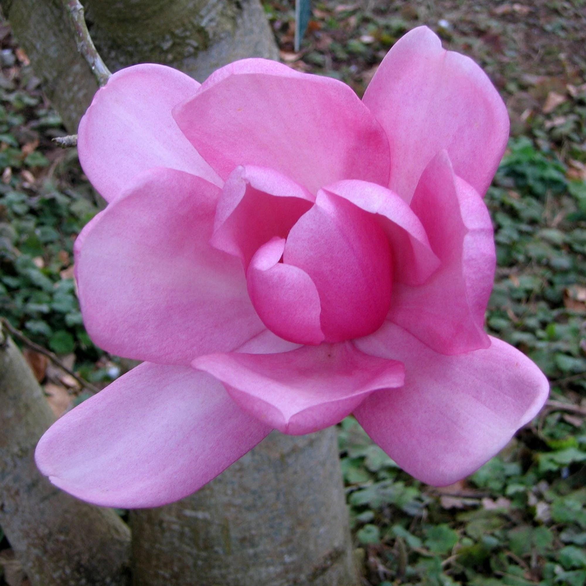 20 Magnolia Campbellii Tree Seeds | Rare Himalayan Magnolia Seeds for ...