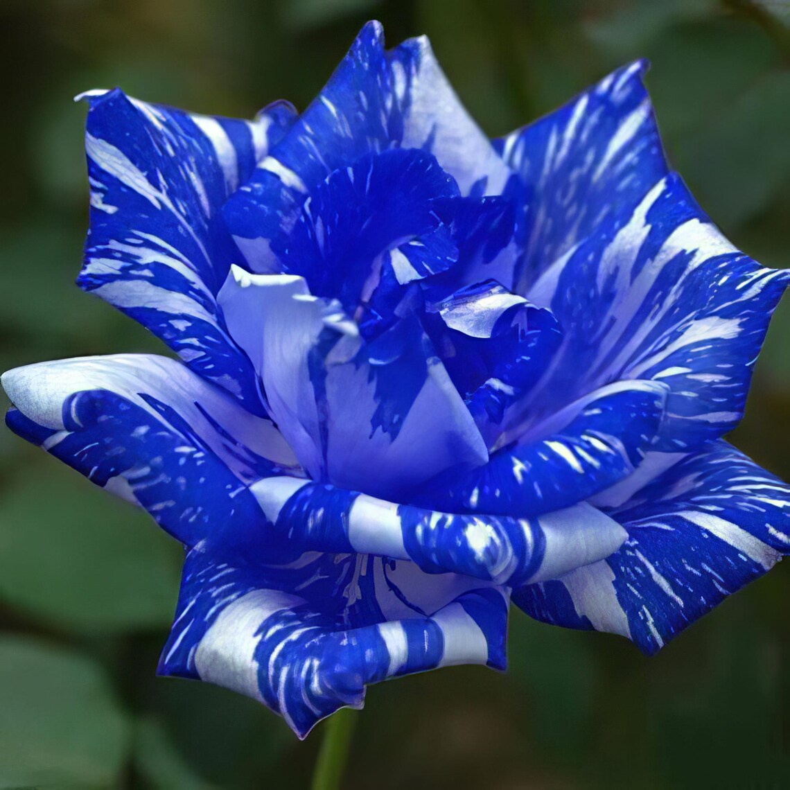 30 Blue Dragon Rose Seeds, Rare Exotic Climbing Rose, Stunning Blue ...