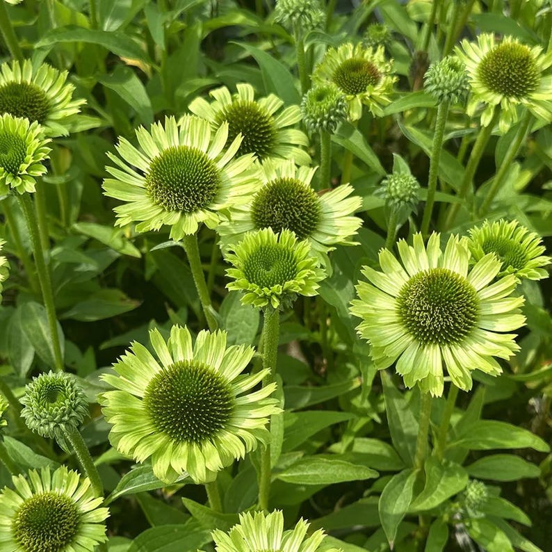 50 Green Jewel Coneflower Seeds | Rare Green Echinacea | Perennial ...
