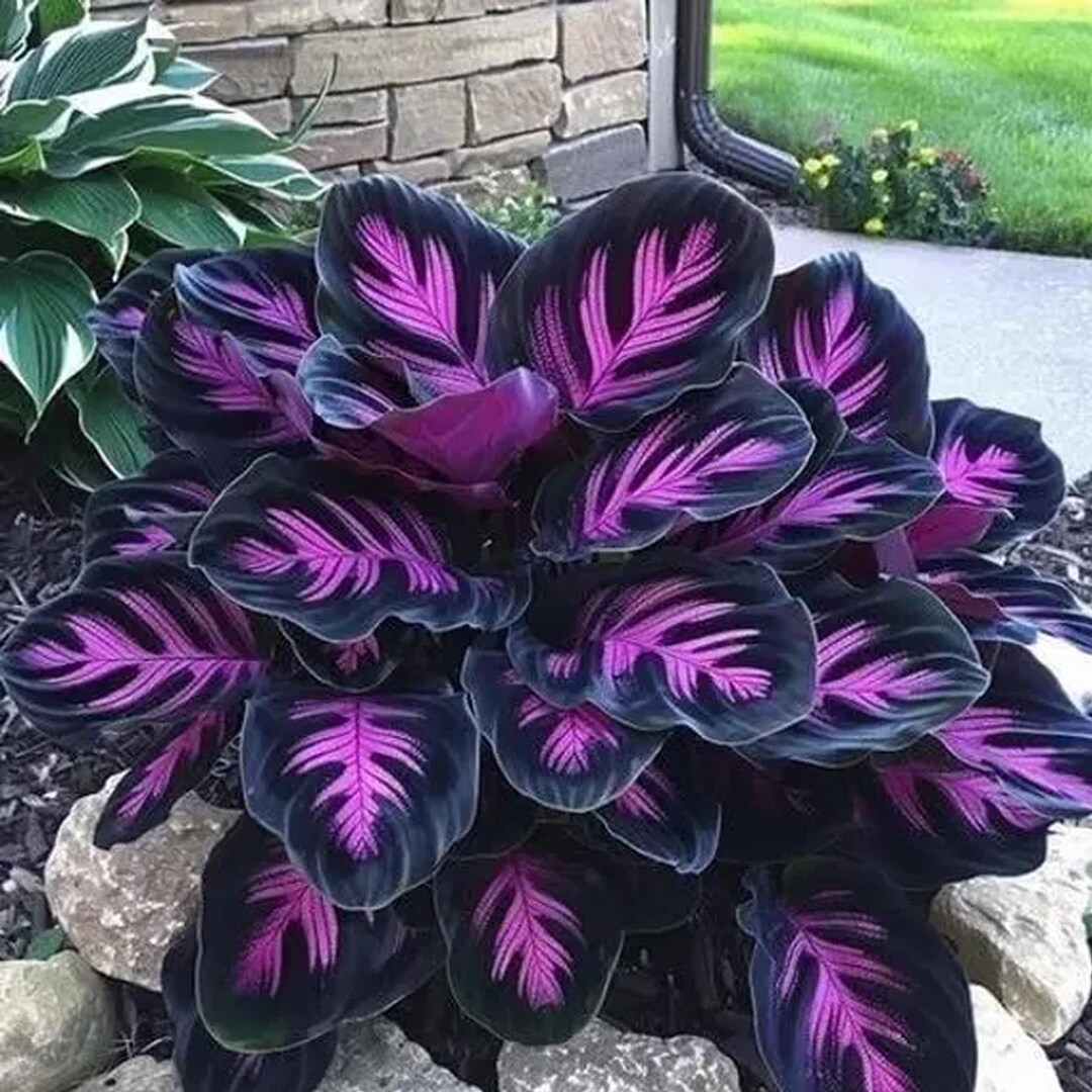 25+ Purple Tip Calathea Seeds | Rare Couture Foliage Plant Seeds ...