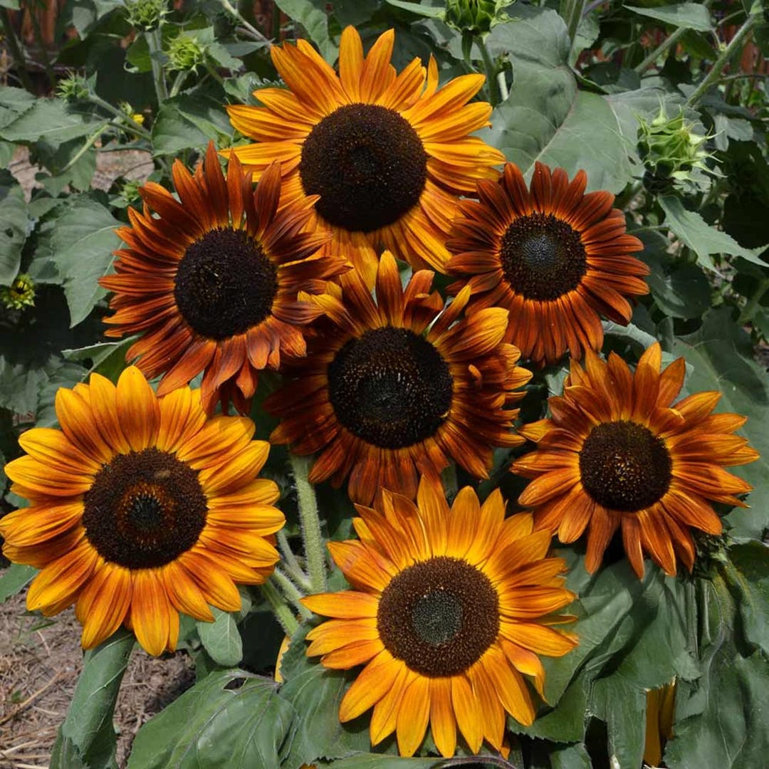 25+ Earthwalker Sunflower Seeds, Vibrant Warm-toned Blooms, Garden ...
