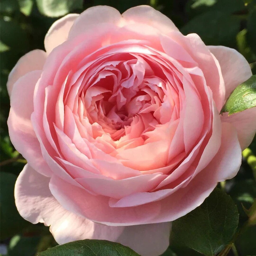 30 Seeds| Queen of Sweden English Rose Seeds, Soft Pink Fragrant Blooms ...