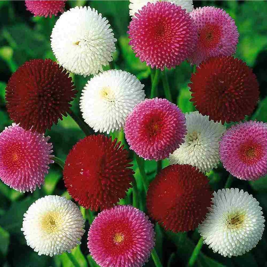 100+ Seeds | English Daisy Double Flower Mix Seeds, Colorful Garden ...