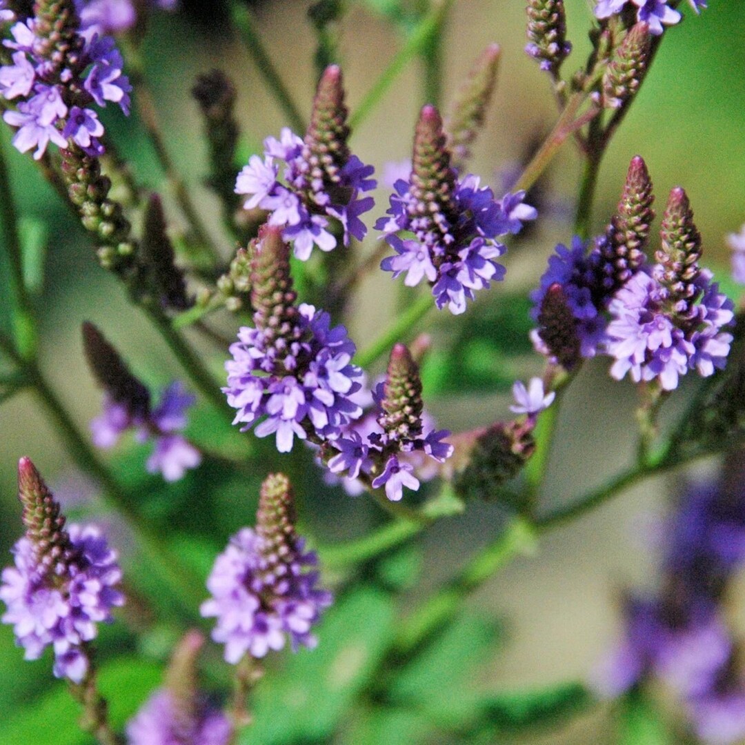 500 Blue Vervain Seeds | Native Medicinal Wildflower for Pollinators ...