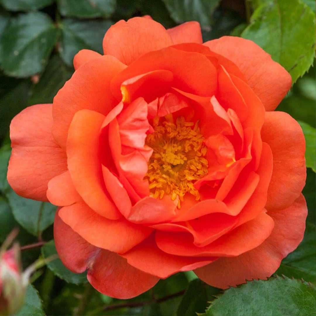 30 Seeds| Orange Climbing Rose Seeds, Vibrant Perennial Blooms ...
