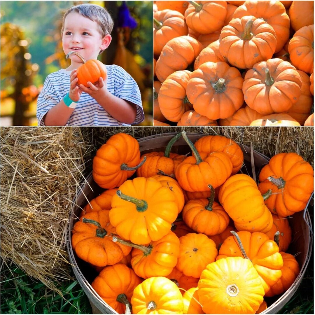 20 Jack Be Little Pumpkin Seeds | Mini Orange Pumpkins for Fall Decor ...
