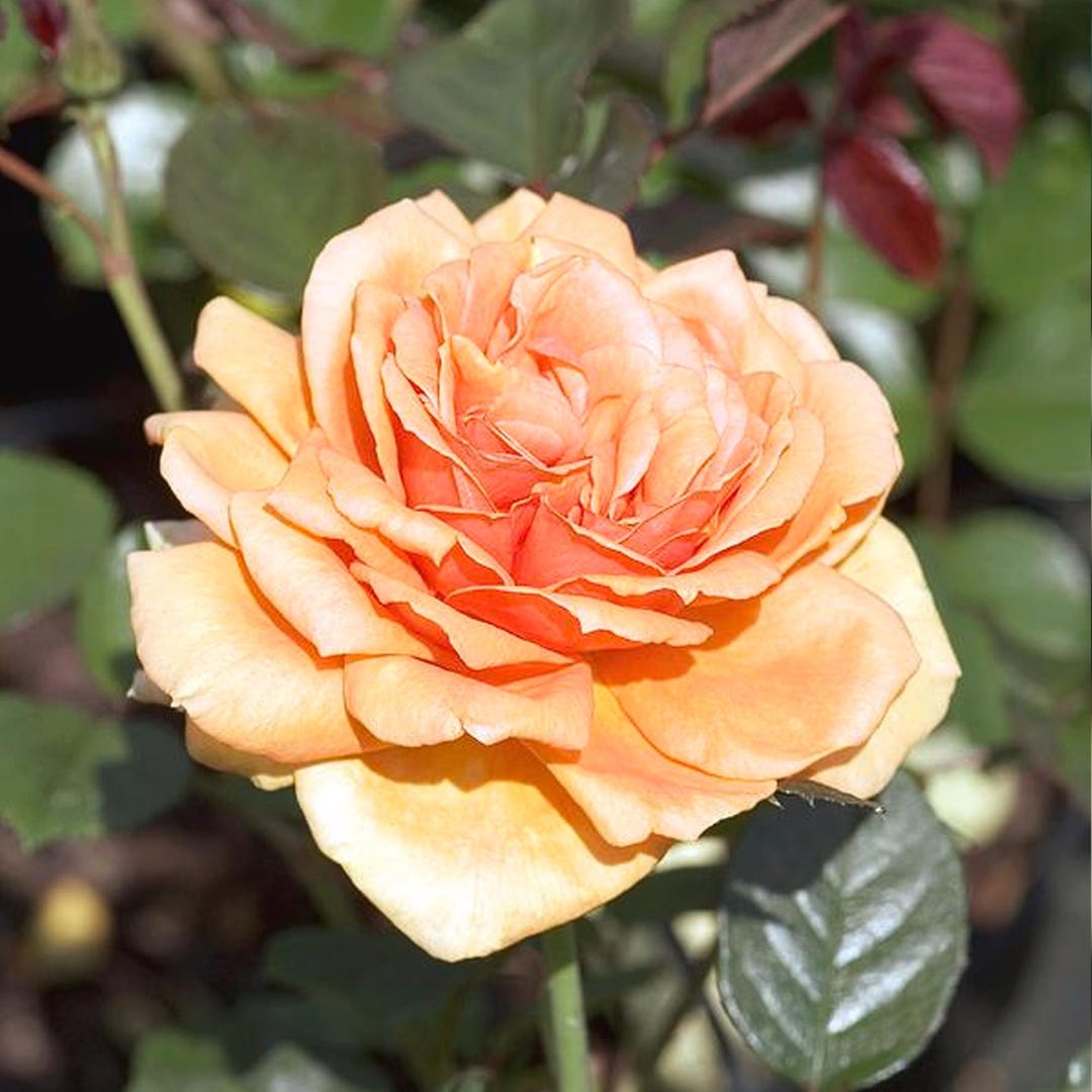 30+ La Park Floribunda Rose Seeds, Vibrant Red Cluster Blooms, Hardy ...