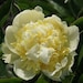 10 Seeds| Goldilocks Peony Flower, Bright Yellow Perennial Bloom, Rare ...