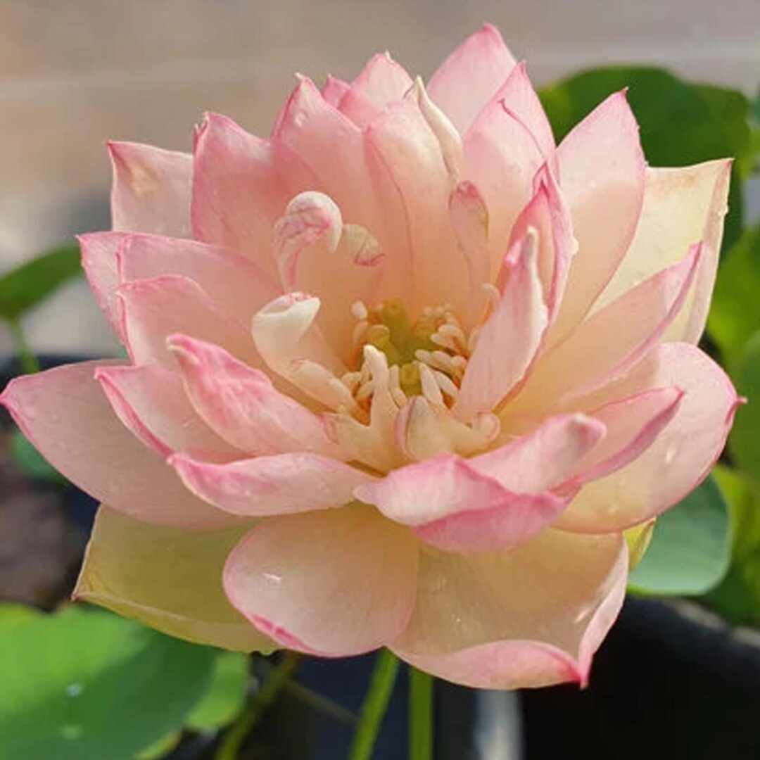 5+ Grand Master Lotus Seeds | Rare Sacred Nelumbo Nucifera | Red-pink ...