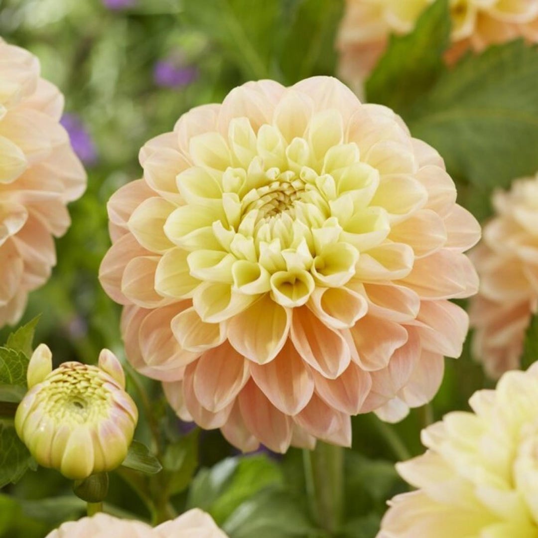 40+ Seeds | Honey Dew Dahlia Seeds, Soft Yellow Perennial Blooms, Easy ...