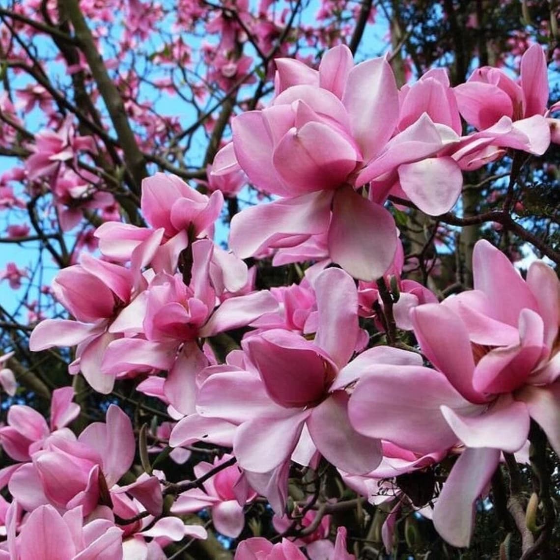 20 Magnolia Campbellii Tree Seeds | Rare Himalayan Magnolia Seeds for ...