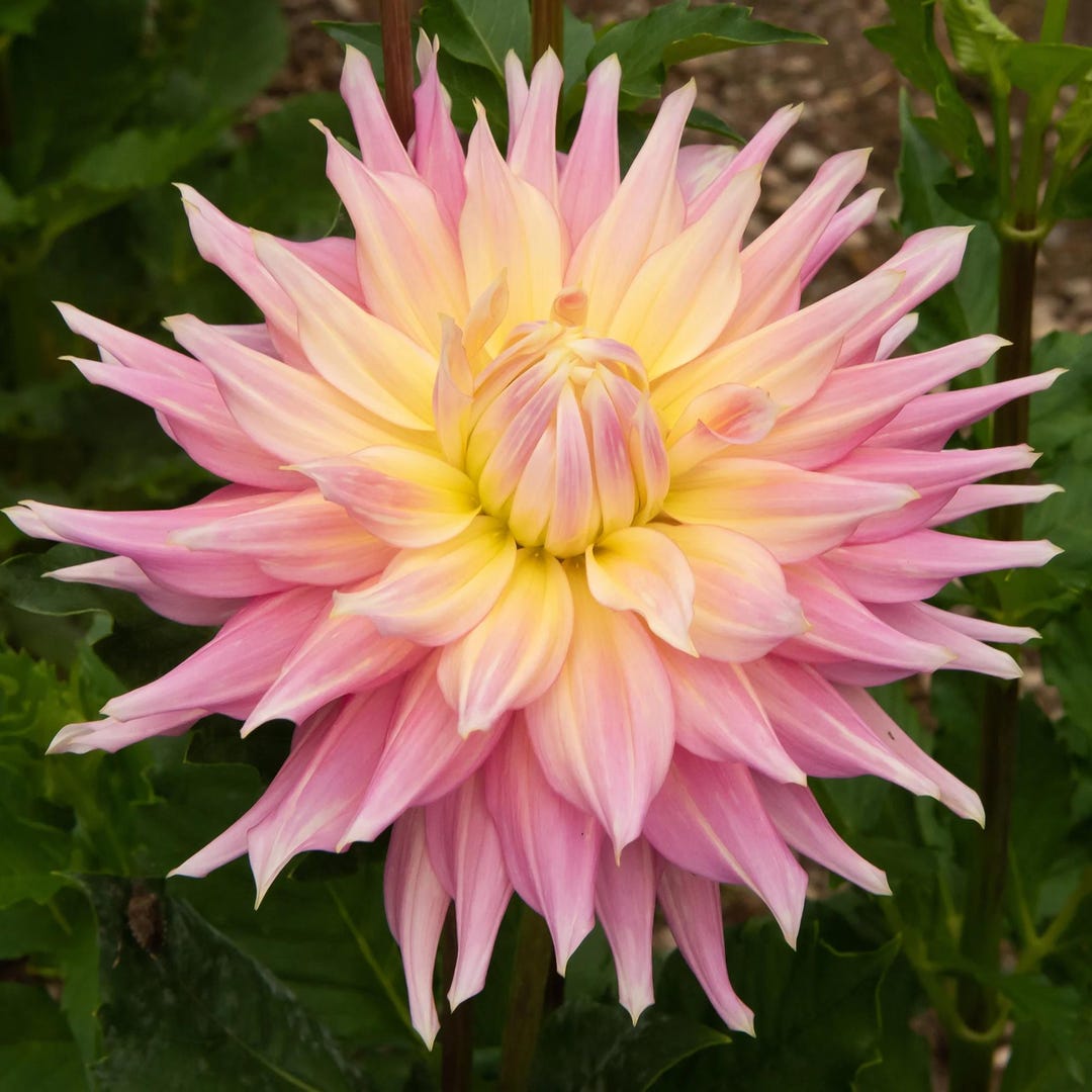 40+ Seeds| Clearview Jonas Dahlia Seeds, Bright Lavender-pink Blooms ...