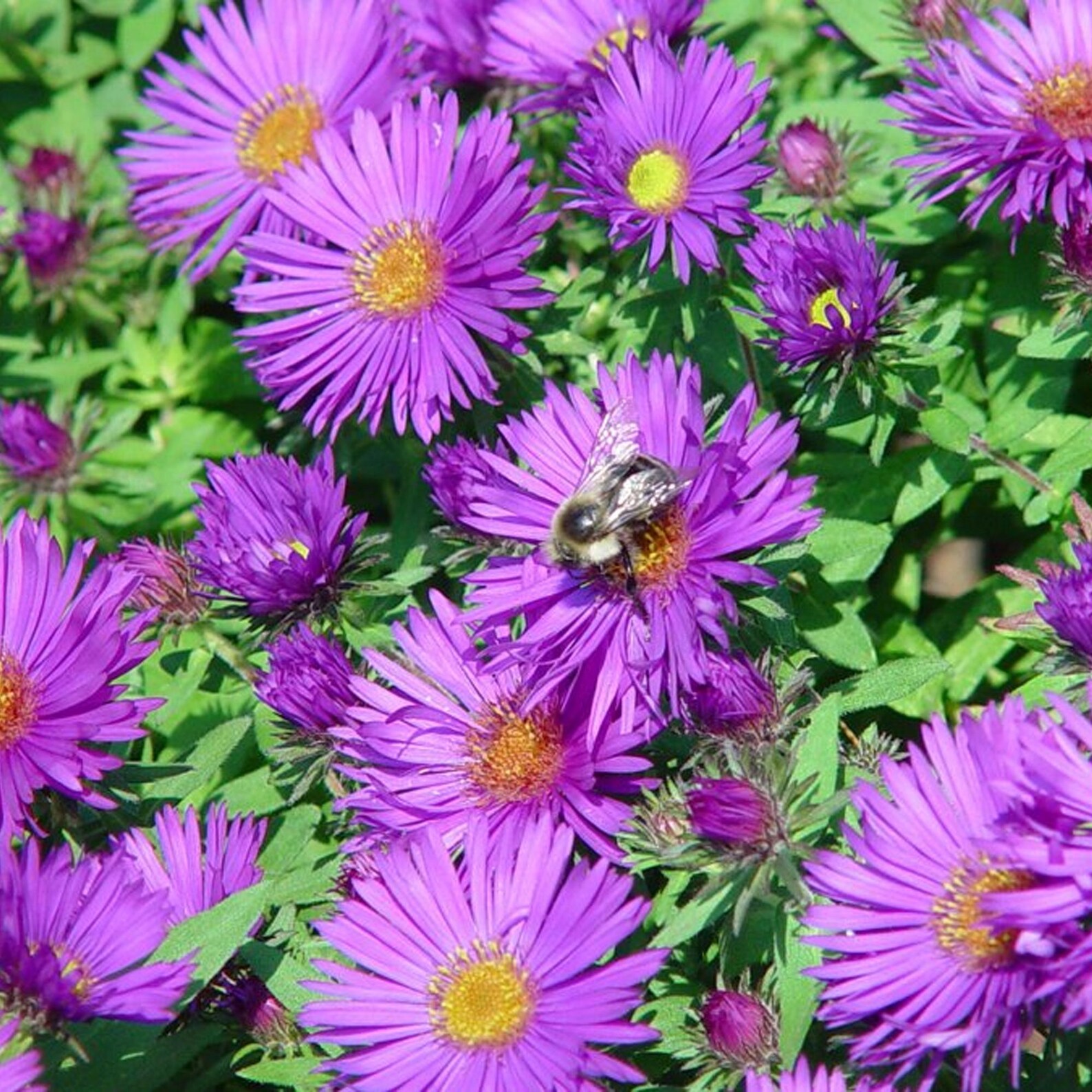 1000 New England Aster Seeds | Purple Wildflower | Late Season Blooms ...