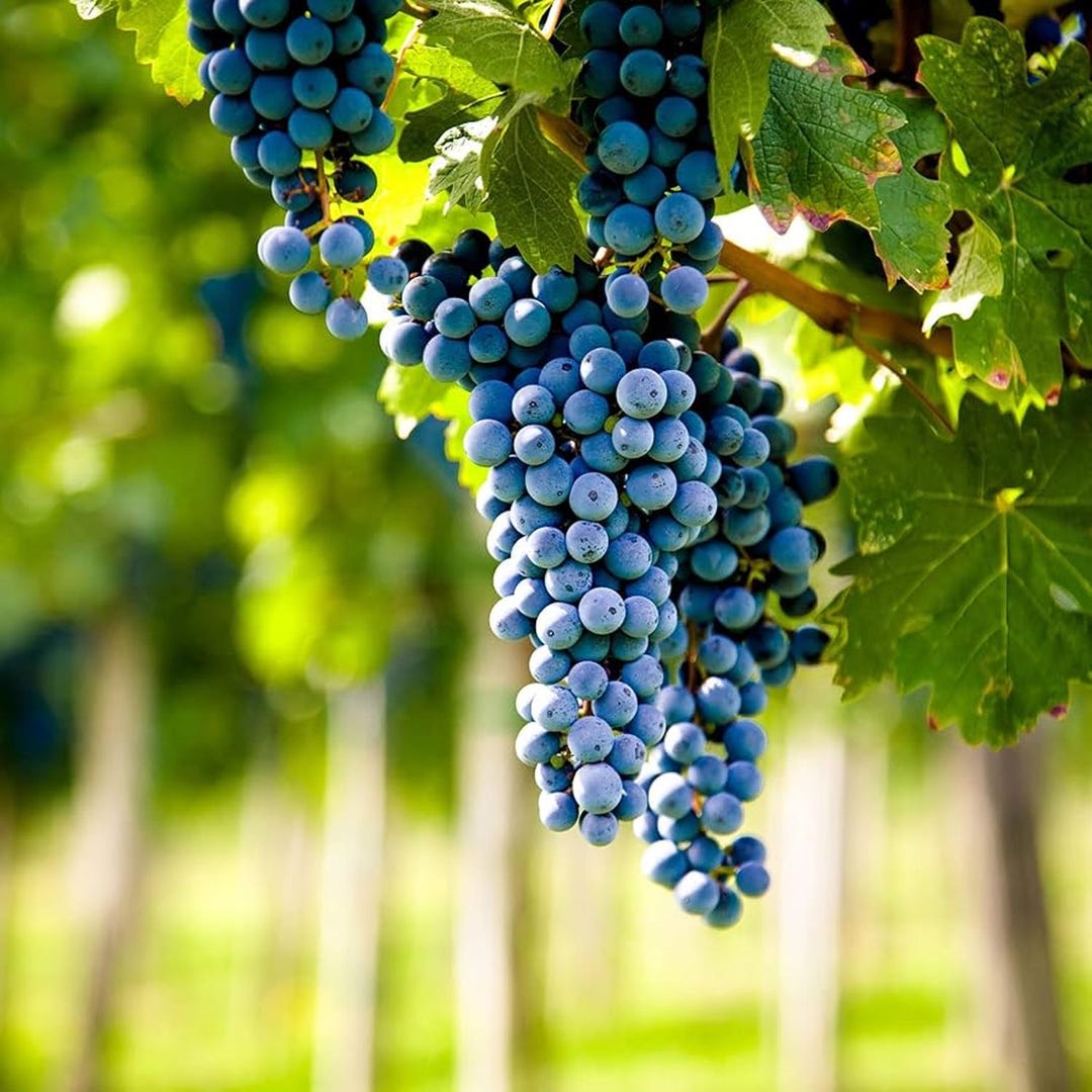 30 Grapes Wine Seeds, Sweet Juicy Grape Vine, Heirloom Fruit Seeds for ...