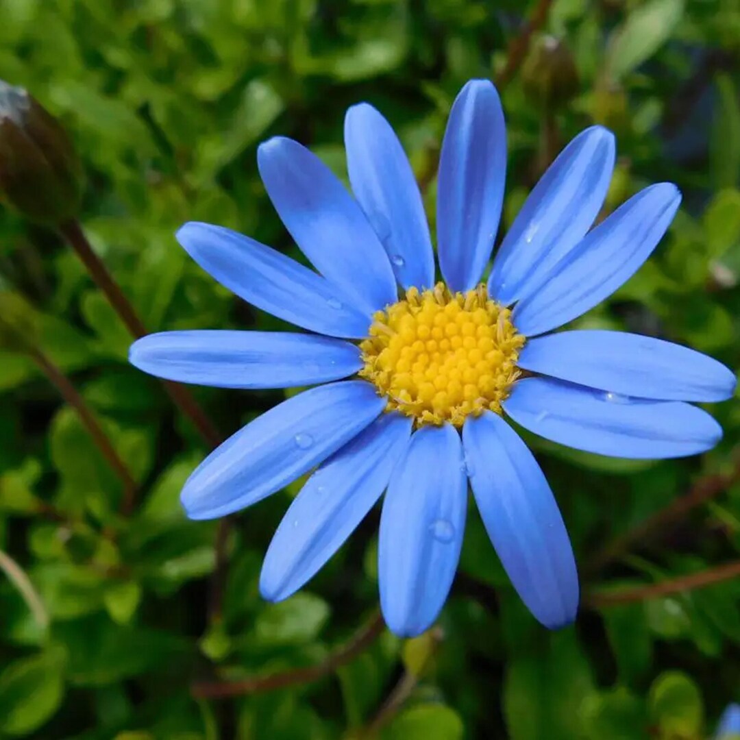 100+ Blue Felicia Daisy Flower Seeds, Rare Sky Blue Garden Flower ...