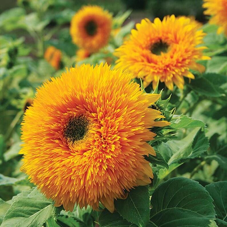 25+ Goldy Double Organic Sunflower Seeds, Fluffy Golden Blooms, Easy to ...